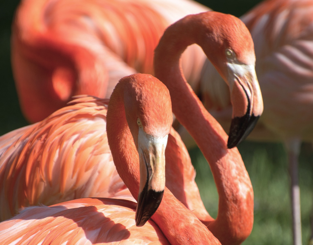 Celestún: Cómo ver los flamencos rosados | México 2025