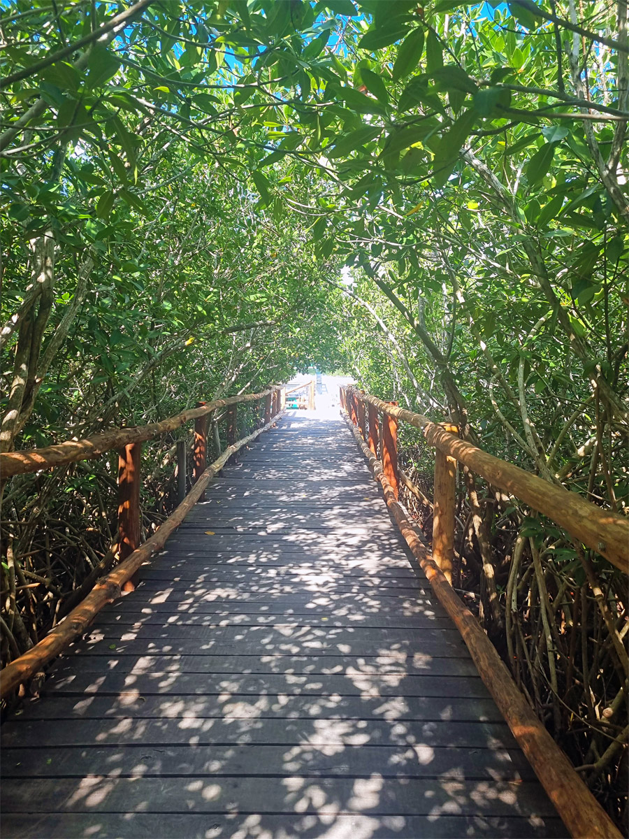 Punta Sur (Cozumel): The Definitive Guide [2025 ]