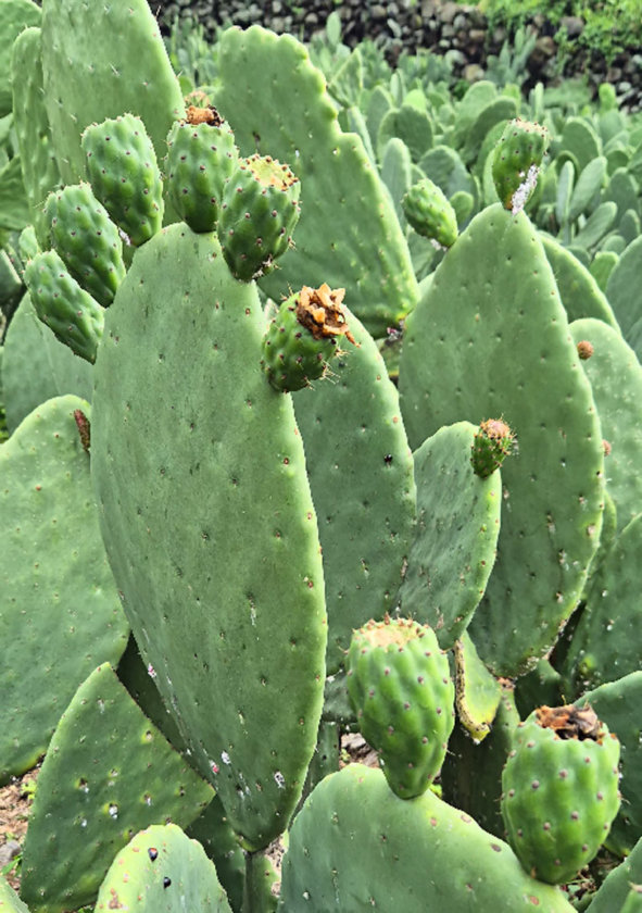 Nopal : le cactus emblématique du Mexique et ses bienfaits